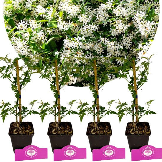 Set van 4 Gewone jasmijn - Jasminum officinale - Hoogte 30cm – 9cm pot ...