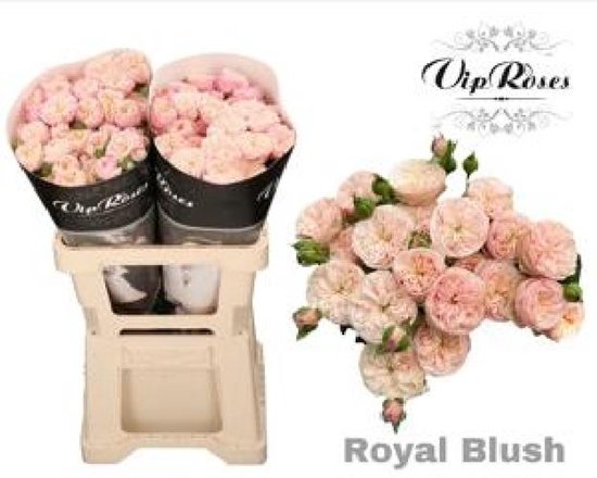 10x Rosa royal blush 60cm | bol