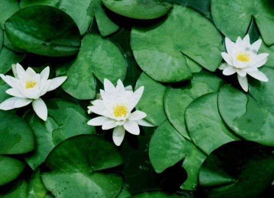 Waterlelie Nymphaea odorata Alba (middelgrote witte waterlelie ...