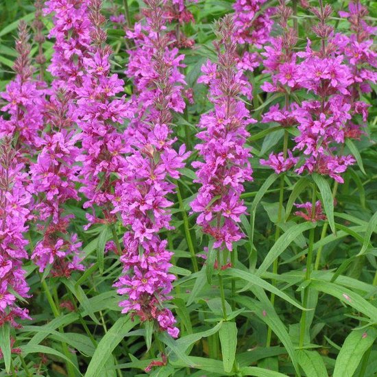 12x Kattestaart (Lythrum salicaria 'Robert') - P9 pot (9x9) | bol