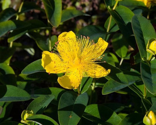 12x Hertshooi (Hypericum calycinum) - P9 pot (9x9) | bol