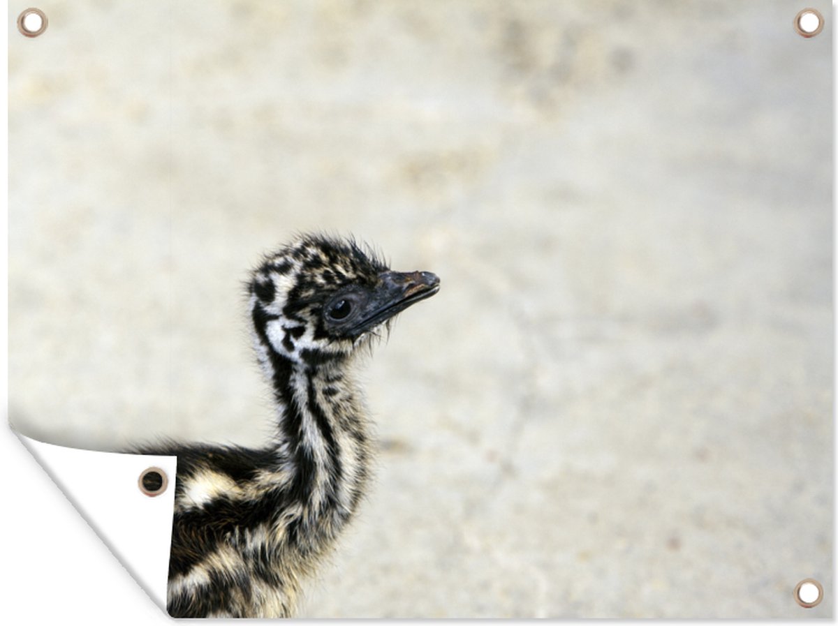 Tuinposter Baby Emoe met lichte achtergrond - 170x120 cm ...