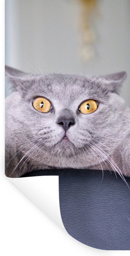 Muurstickers - Sticker Folie - Kat - Bang - Stoel - 40x80 cm ...