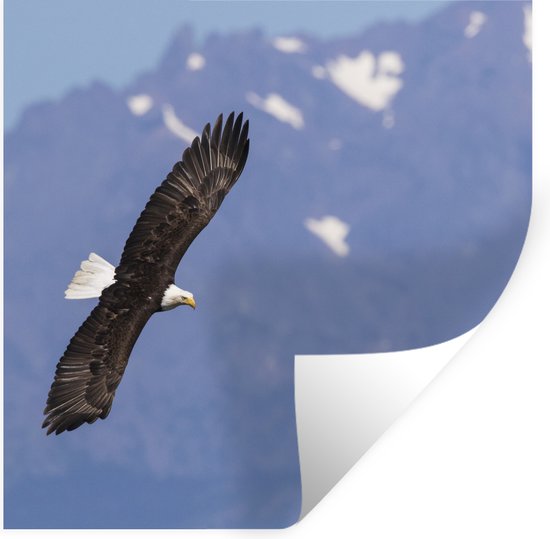 Muurstickers - Sticker Folie - Amerikaanse zee arend - Adelaar ...