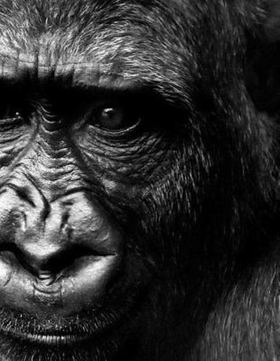 Gorilla | bol.com Gorilla | bol.com