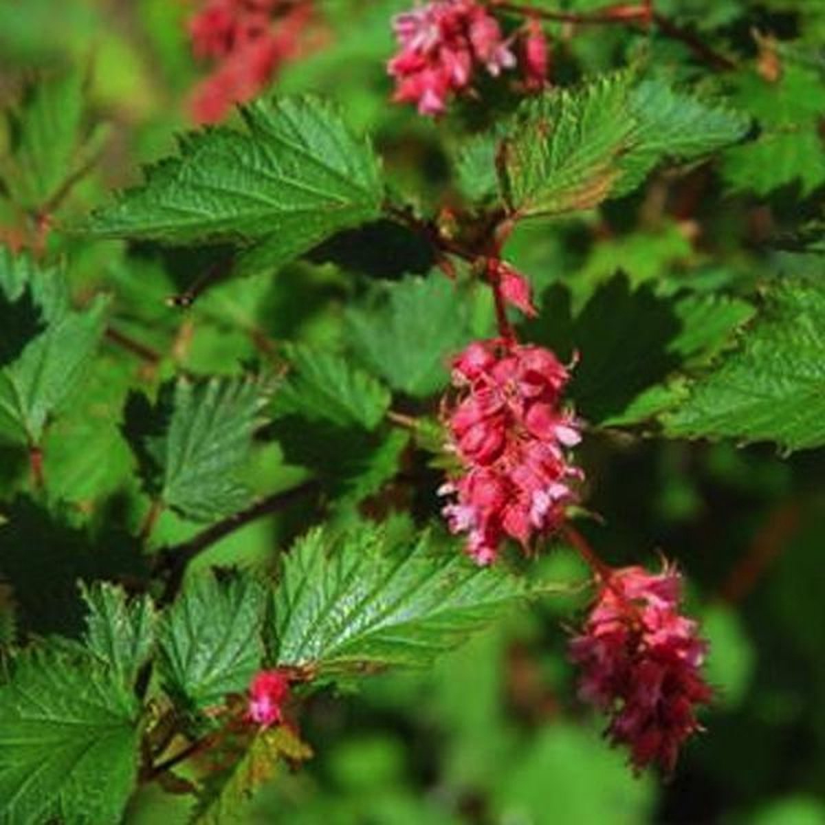 Neillia Affinis - Trosspirea 40-60 cm pot | bol