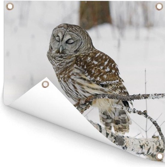 Tuin poster Een gestreepte bosuil in de winter - 200x200 cm - Tuindoek ...