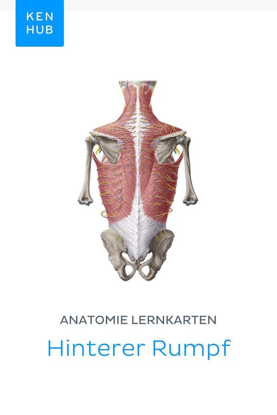 Anatomie Ii: Rumpf-Karteikarten – EBRX