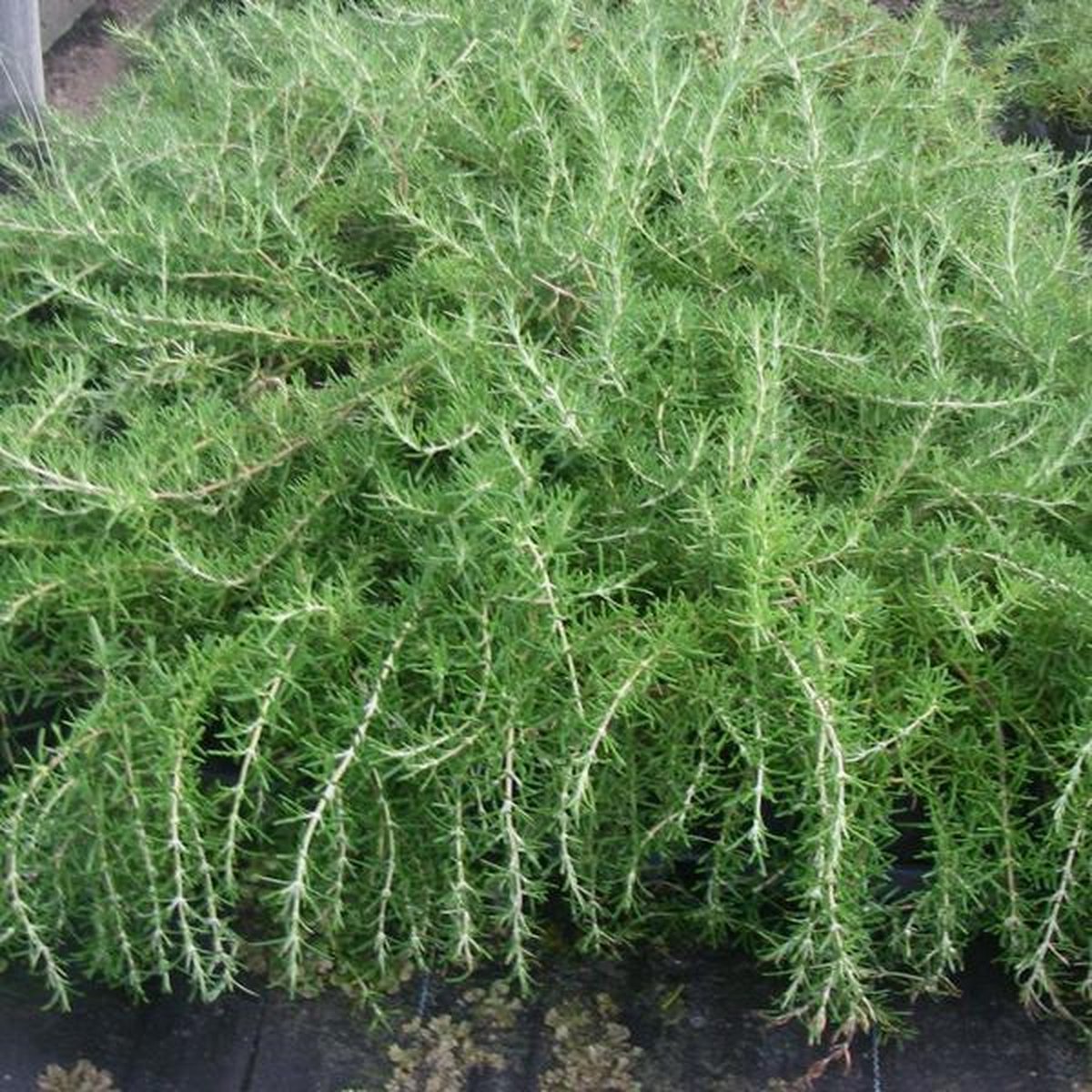 6 x Rosmarinus Officinalis 'Capri' - Rozemarijn pot 9x9cm | bol