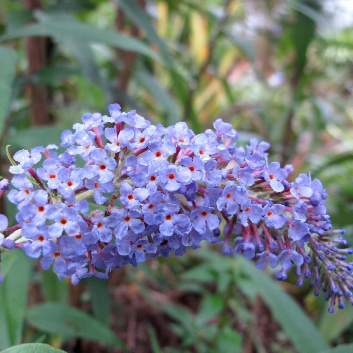 Buddleja Davidii Adonis Blue - Vlinderstruik 30-40 cm in pot | bol.com