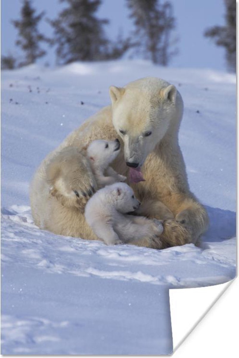 IJsbeer knuffelt met haar jongen 120x180 cm XXL / Groot formaat! - Foto ...