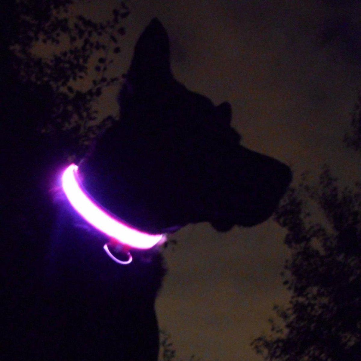 Roze LED halsband Maat L | honden halsband met verlichting | Licht in ...