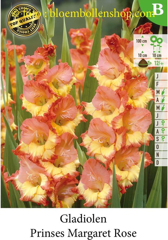 30 bollen GLADIOLEN PRINC MARGRET ROSE | bol.com