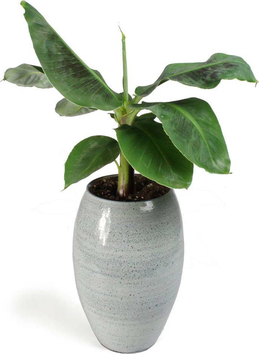 All in 1 kamerplant Bananenplant Musa dwarf cavendish XS in hoge cresta ...