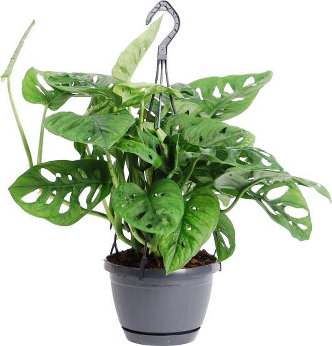 Hangplant Monstera Monkey Leaf - 30cm | bol.com