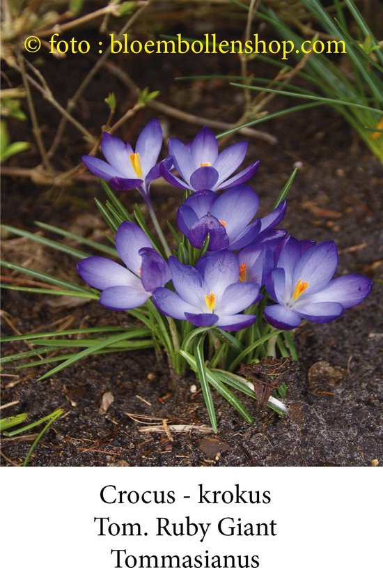 crocus - krokus Tom. Ruby Giant 50 bollen maat 6/+ | bol