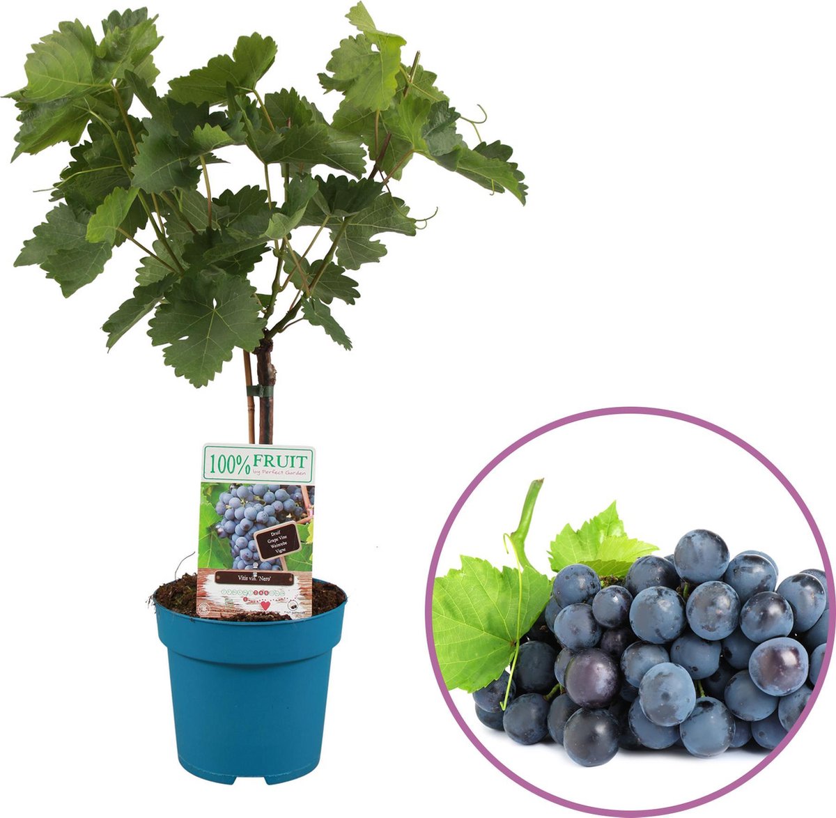 Druivenplant (blauw), Vitis vinifera 'Nero' op stam, hoogte 40-60 cm ...
