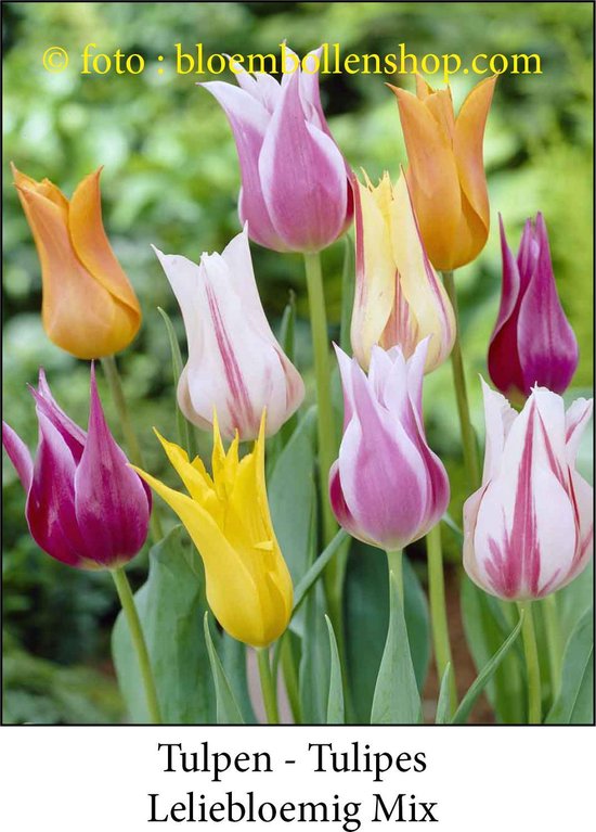 tulp Leliebloemig Mix 25 bollen maat 12/+ tulpen - bloembollen ...