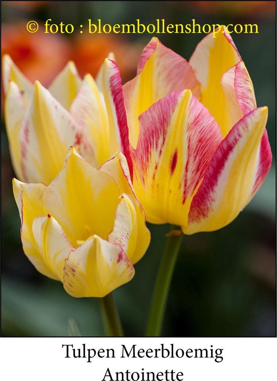 tulp Antoinette 25 bollen maat 12/+ tulpen bloembollen | bol