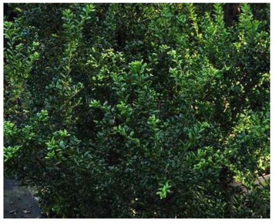 5 x Ilex cren. 'Convexa' - Japanse Hulst , Japanse Haaghulst , Chinese ...