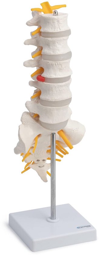 Lumbale wervelkolom anatomiemodel met open heiligbeen voor medisch ...