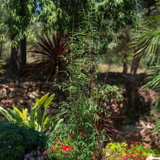 Plants Online BV - Planten - Set van 1 - Fargesia jiuzhaigou B1 150 ...