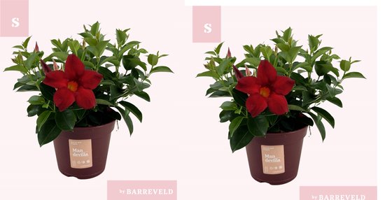 Trompetbloemige Plant, Struik, Kleur Rood, Eenjarige planten ...