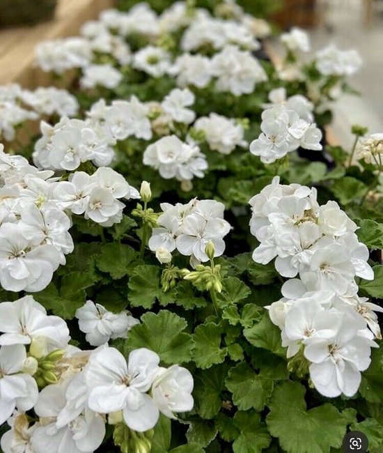 Geranium staand - witte geraniums - 6 stuks (Ø10,5cm) - perkplant ...