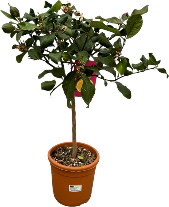 Citroenboom, Mediterrain, Exotische, Fruitboom, Kleur vrucht Geel ...