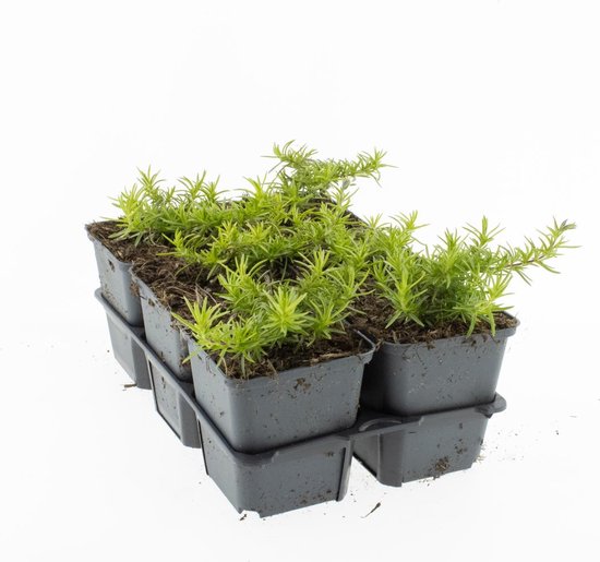 Bodembedekker Rode Kruipphlox - 12 Stuks - Phlox subulata 'Scarlet ...