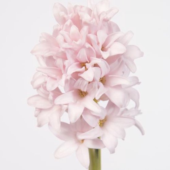 25x Hyac.pink elephant 20cm | bol