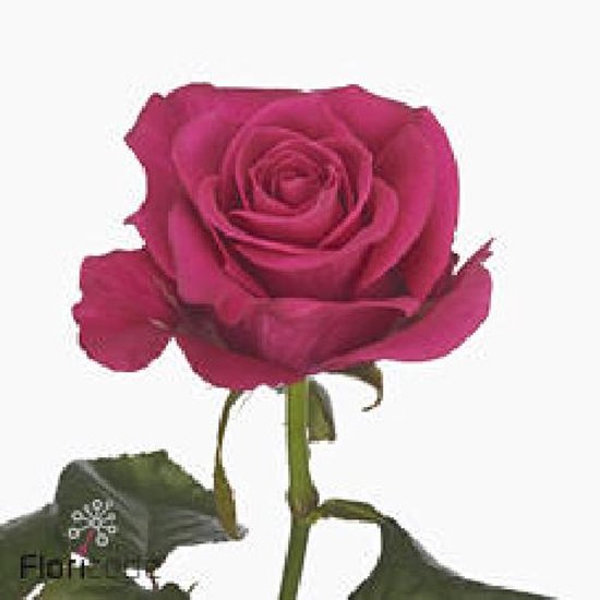 10x Rosa xoch 70cm | bol