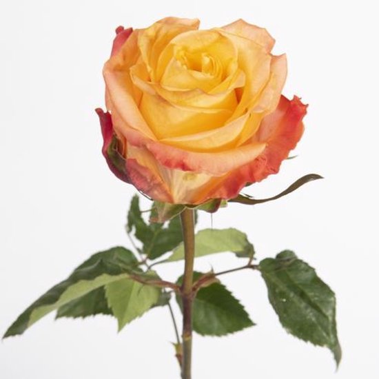 20x Rosa monalisa+ 60cm | bol