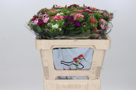 50x Dian.mix/bos 50cm | bol