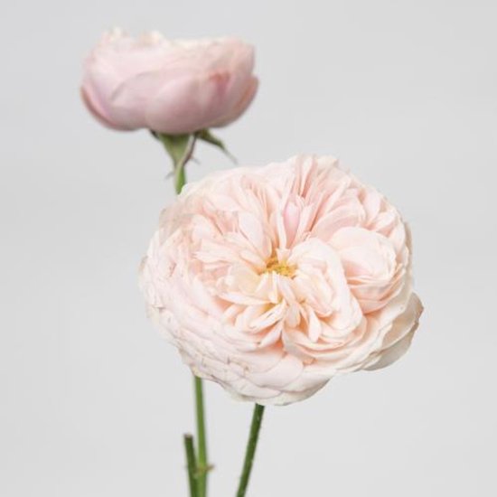 10x Rosa royal blush 60cm | bol