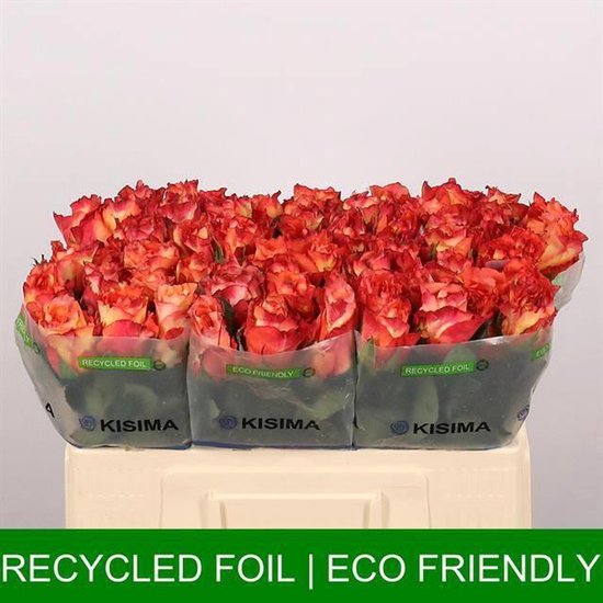10x Rosa free spirit 50cm | bol