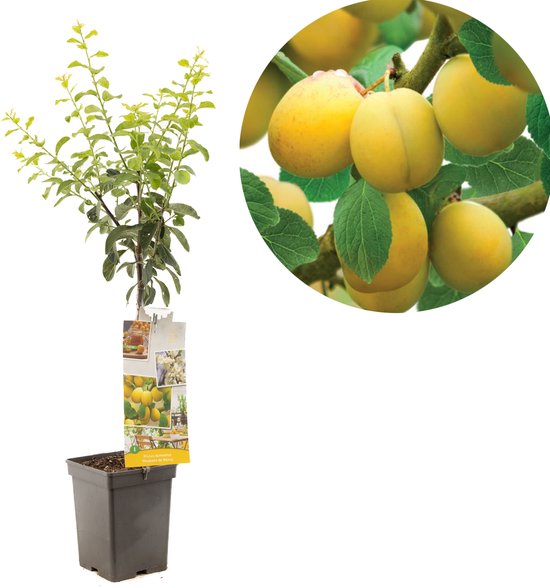 Prunus domestica Mirabelle de Nancy | gele pruim | patio | bol