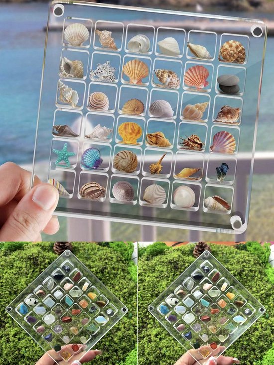 Schelp Displaybox - Seashell Display Box - 36 vakken - magnetische ...