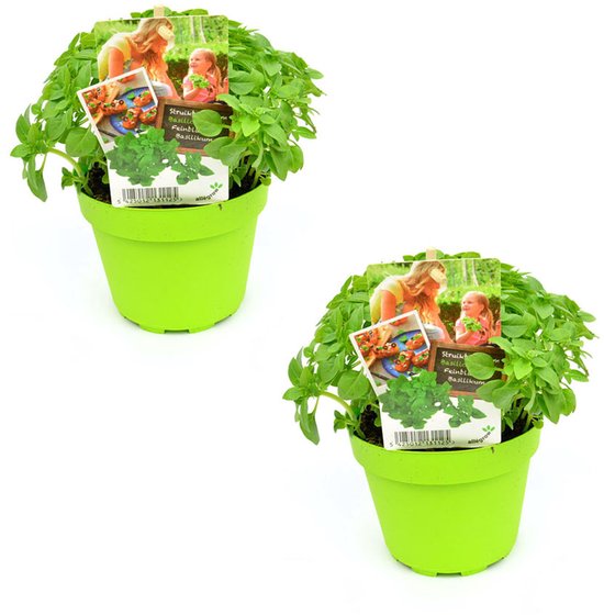 Basilicum kweken: planten, verzorgen en oogsten - Tuin Simpel