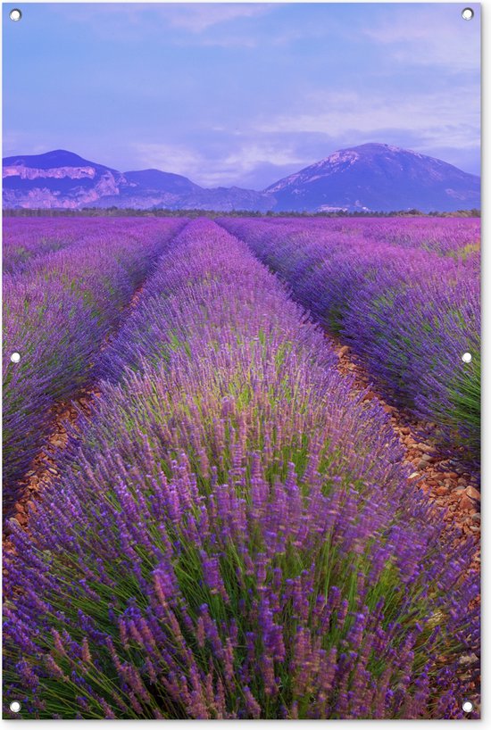 Lavendel Bluten Hangen