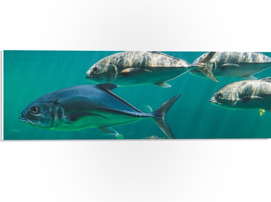PVC Schuimplaat - Groep vissen zwemmen door de zee heen - 60x20 cm Foto ...