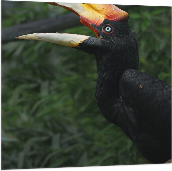 Vlag - Kleurrijke Neushoorn Vogel in het Bos - 100x100 cm Foto op ...