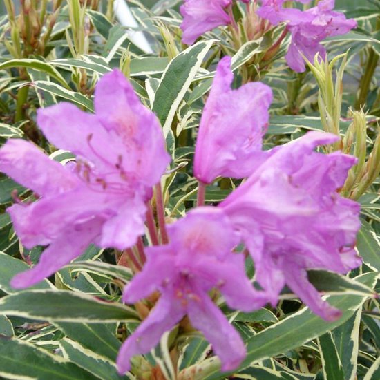Rhododendron ponticum 'Variegatum' - 40-50 cm | bol