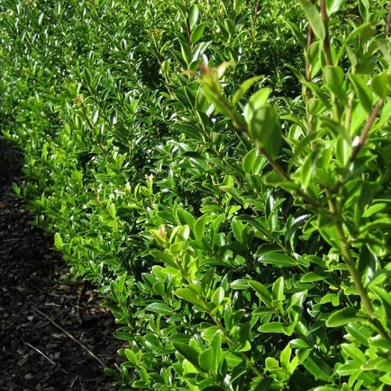 Hulst - Ilex maximowicz. 'Kanehirae' - 30-40 cm | bol