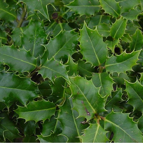 Hulst - Ilex aquifolium 40-60 cm | bol
