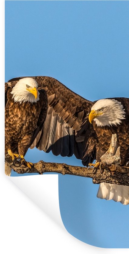 Muurstickers - Sticker Folie - Vogel - Takken - Arend - Roofvogels ...