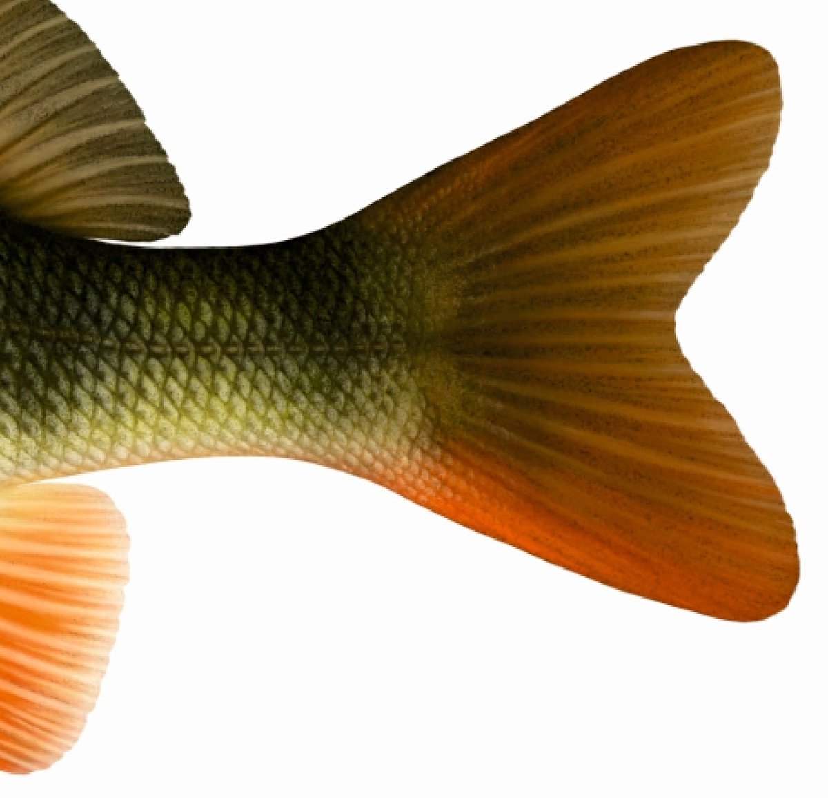 Vis Sticker Vissticker Baars 50 cm Links Vis Bootsticker Stickers ...