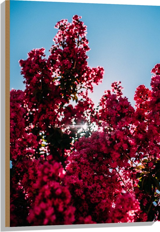 Hout - Bomen - Bloemen - Bloesem - Zon - 60x90 cm - 9 mm dik - Foto op ...