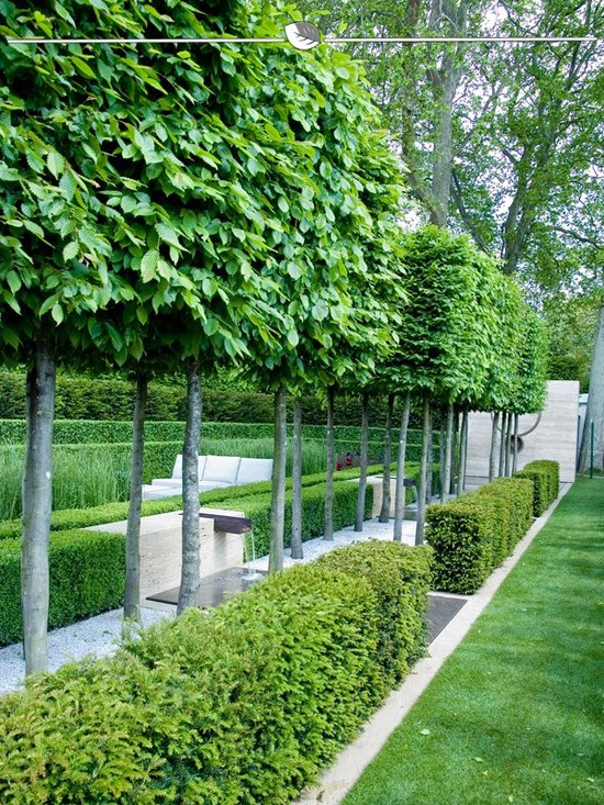 Venijnboom Taxus baccata 160-180 cm in Pot, 25x Haagplant | bol.com