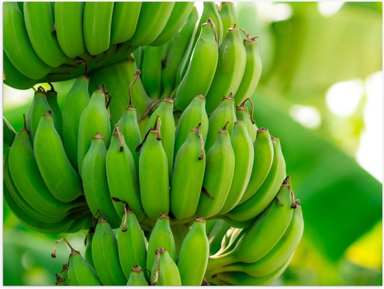 Poster (Mat) - Trossen Groene Bananen aan Bananenboom - 100x75 cm Foto ...